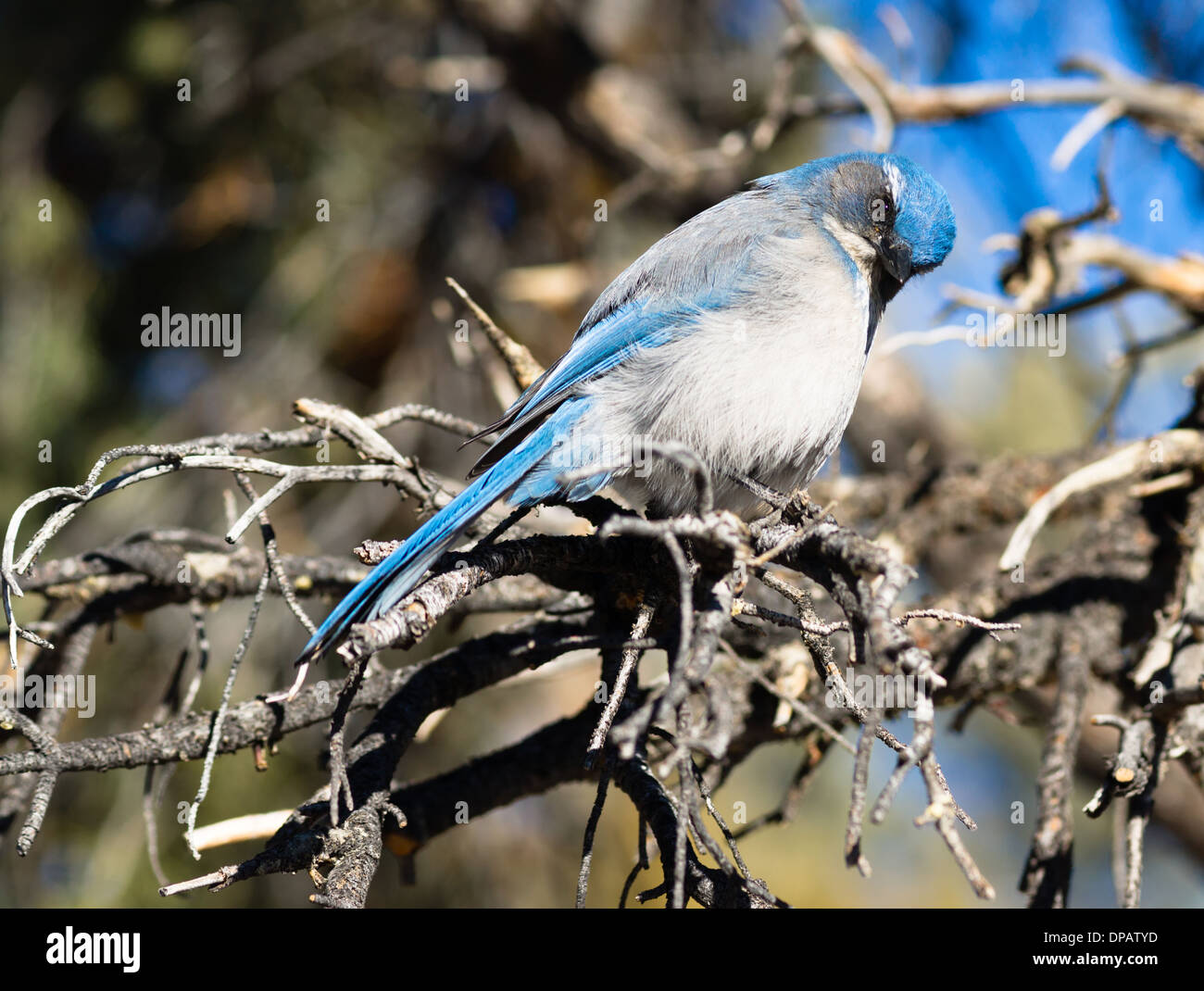 Wing blue bird close up not sky hi-res stock photography and images - Alamy