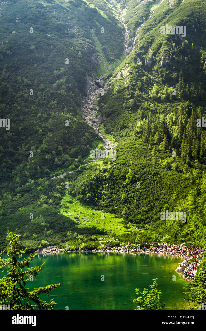 Crowded woods hi-res stock photography and images - Alamy