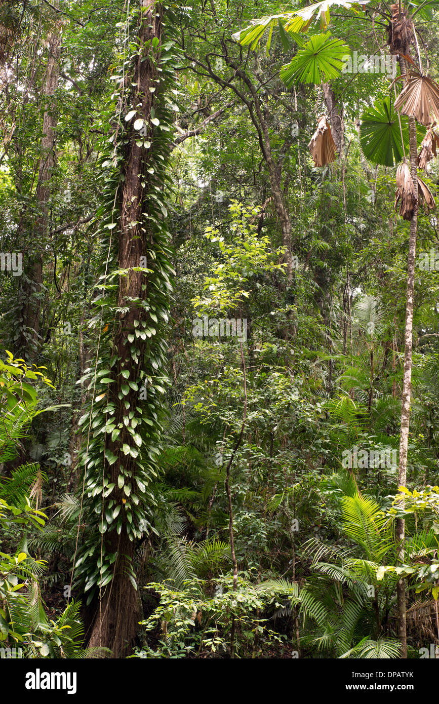 Buttress roots rainforest tree daintree hi-res stock photography and ...
