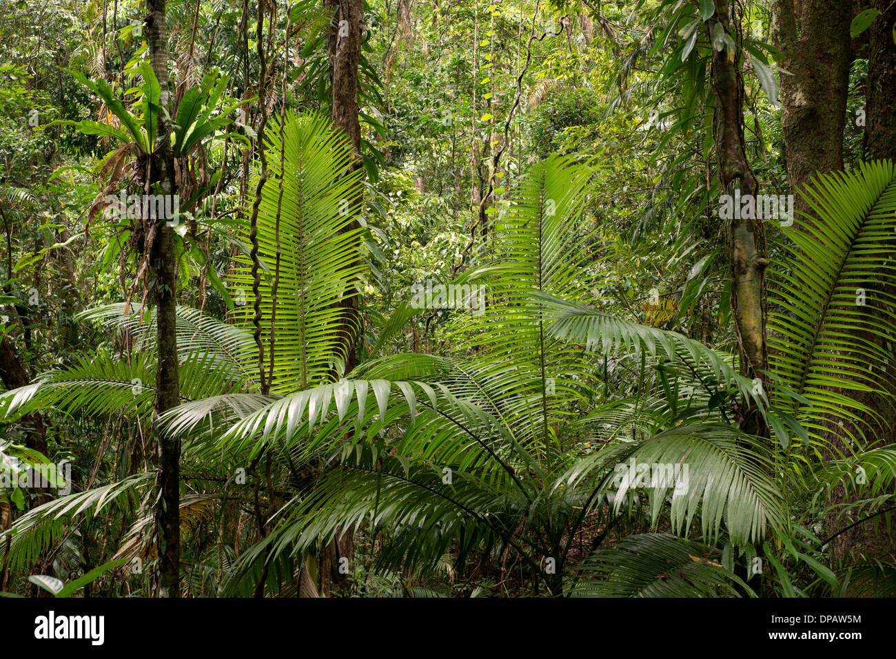 Buttress roots rainforest tree daintree hi-res stock photography and ...