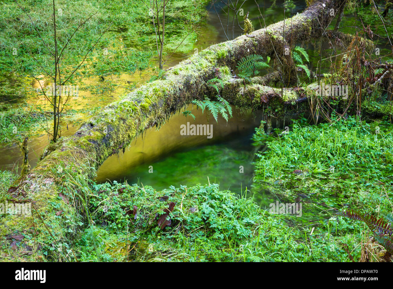Lush green area hi-res stock photography and images - Alamy