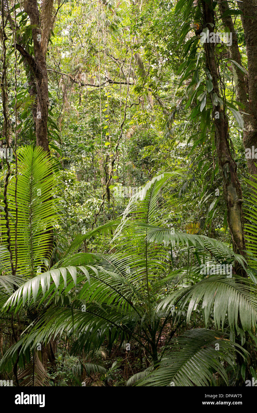 Buttress roots rainforest tree daintree hi-res stock photography and ...