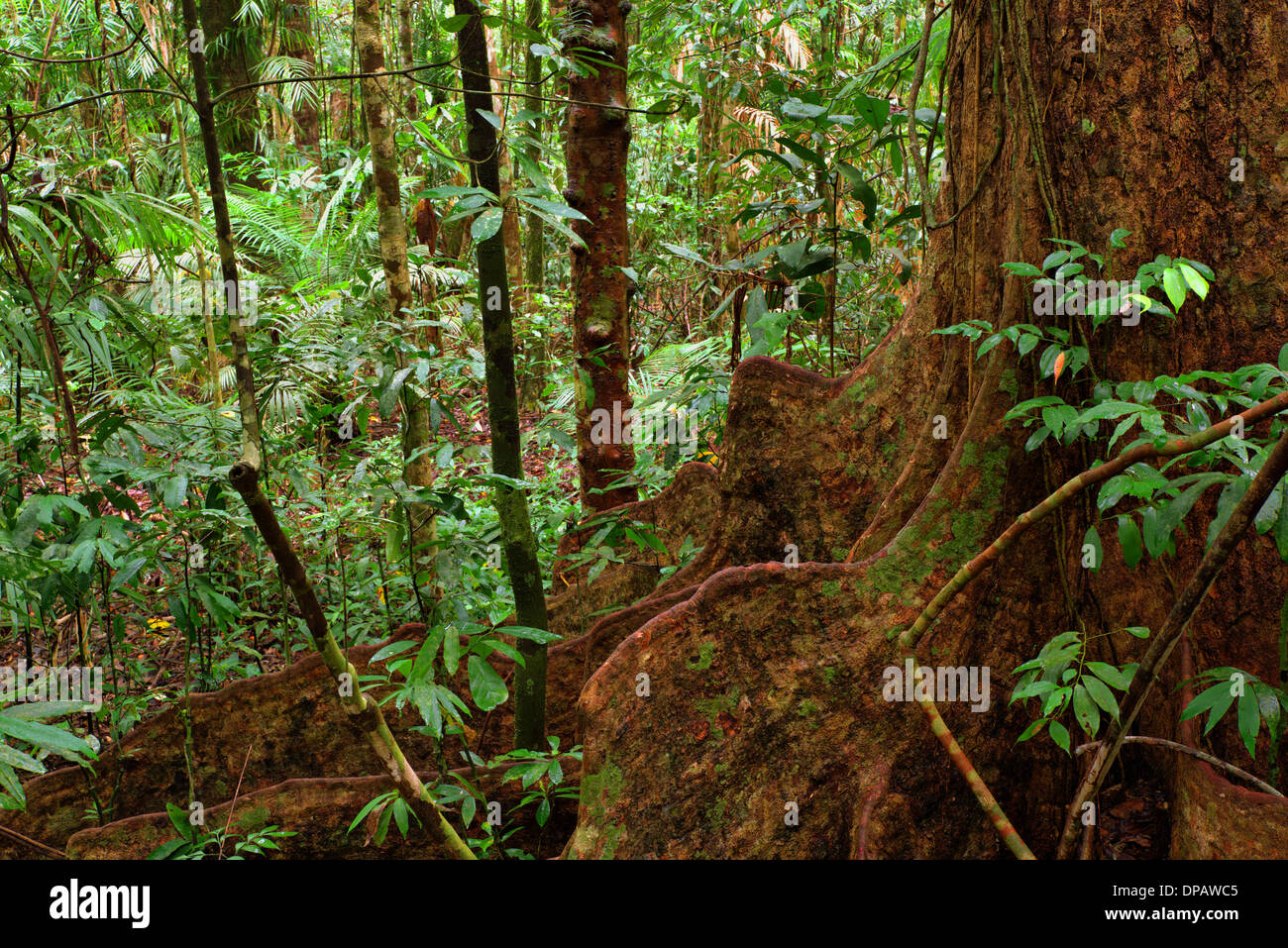 Buttress roots rainforest tree daintree hi-res stock photography and ...