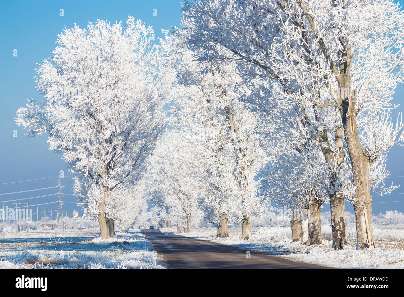 Road and avenue of frosty Populus alba trees on a winter morning Stock ...