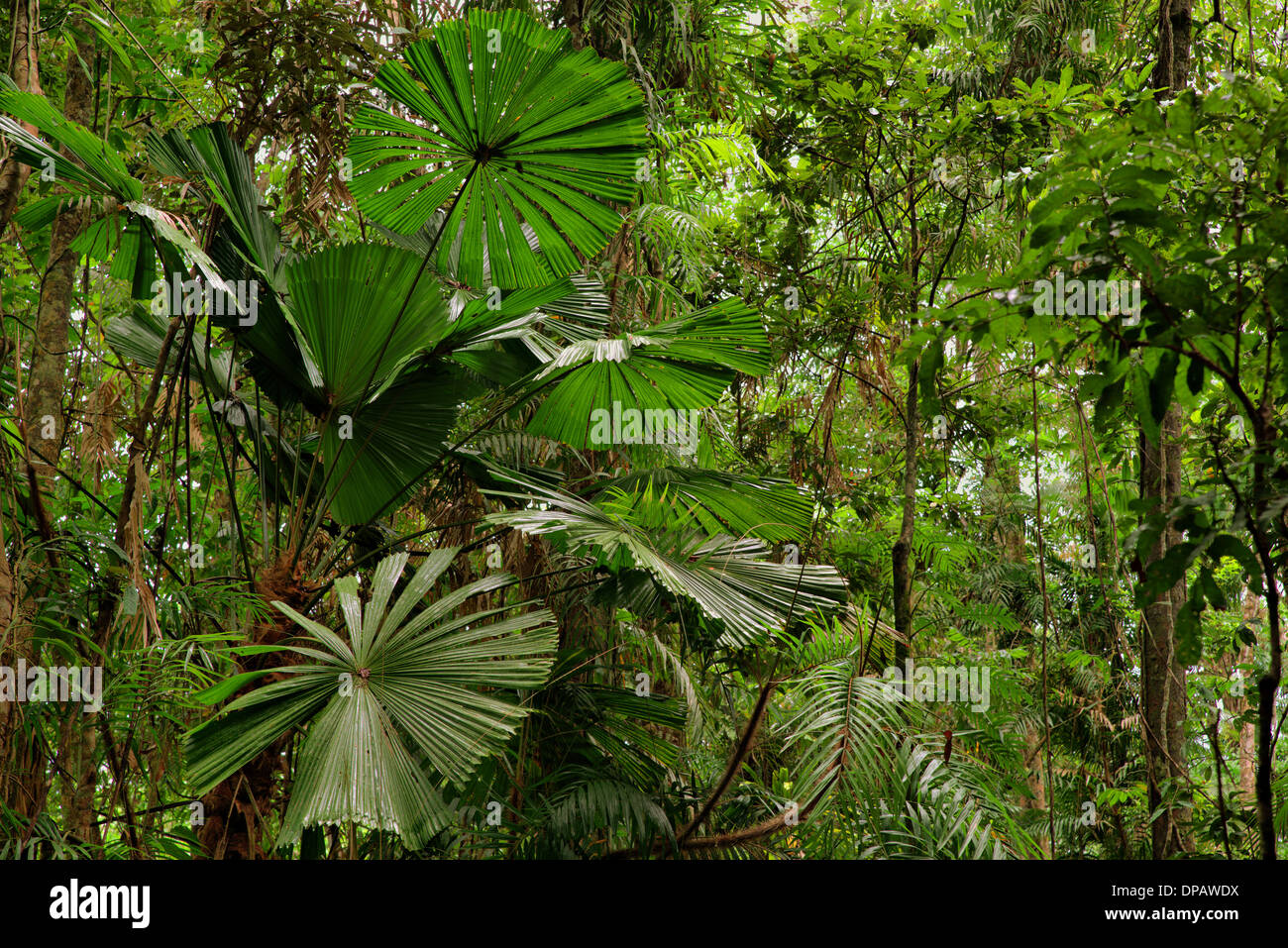 Daintree National Park, Queensland, Australia Stock Photo - Alamy