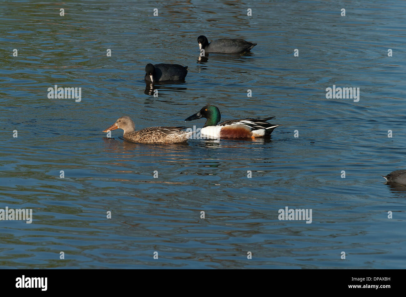Northern Shoveler, Anas clypeata, duck, bird, hen, drake, north ...
