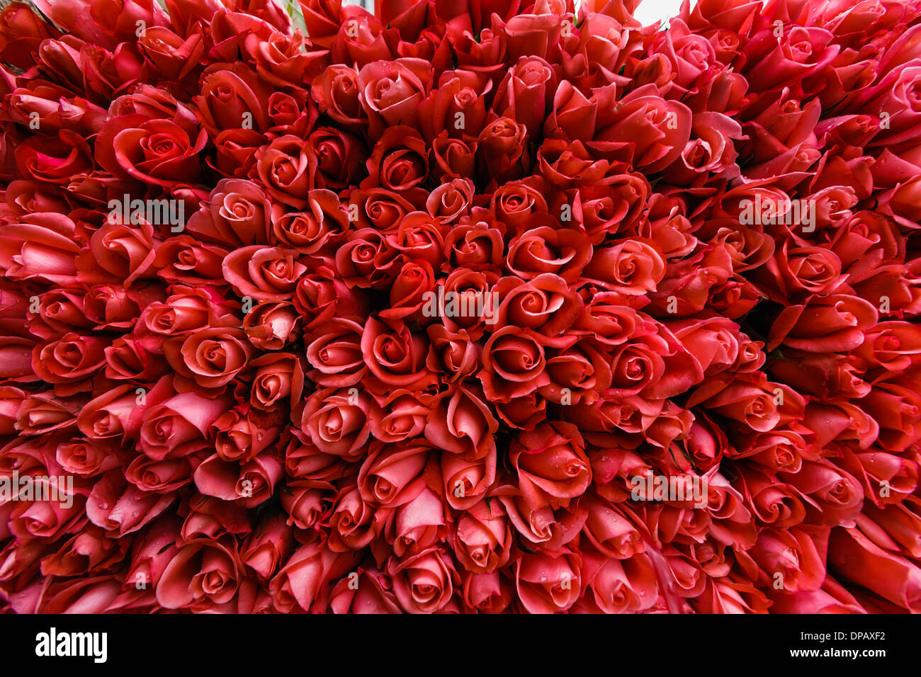 Mass of roses hi-res stock photography and images - Alamy