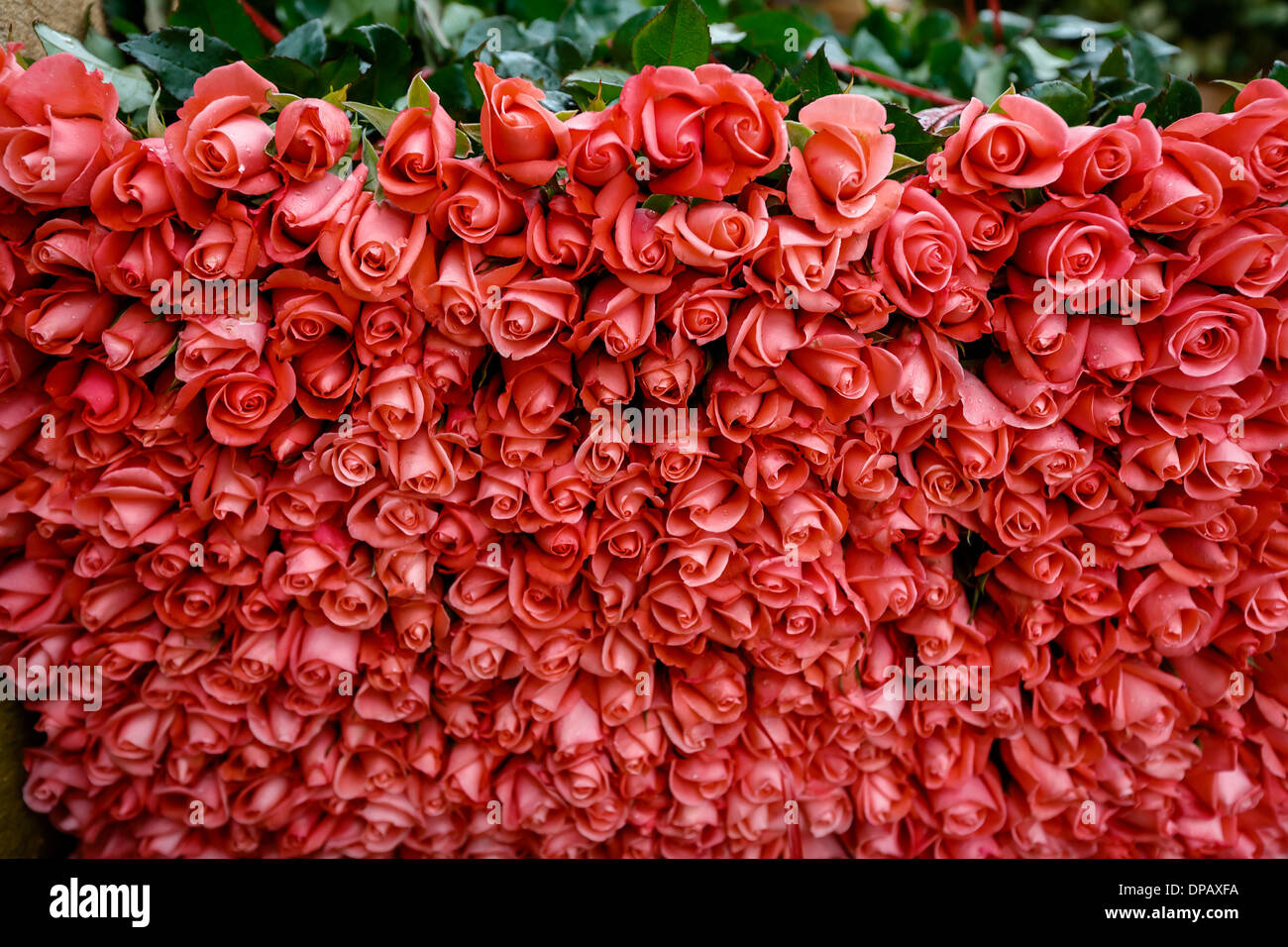 Dozens hi-res stock photography and images - Alamy