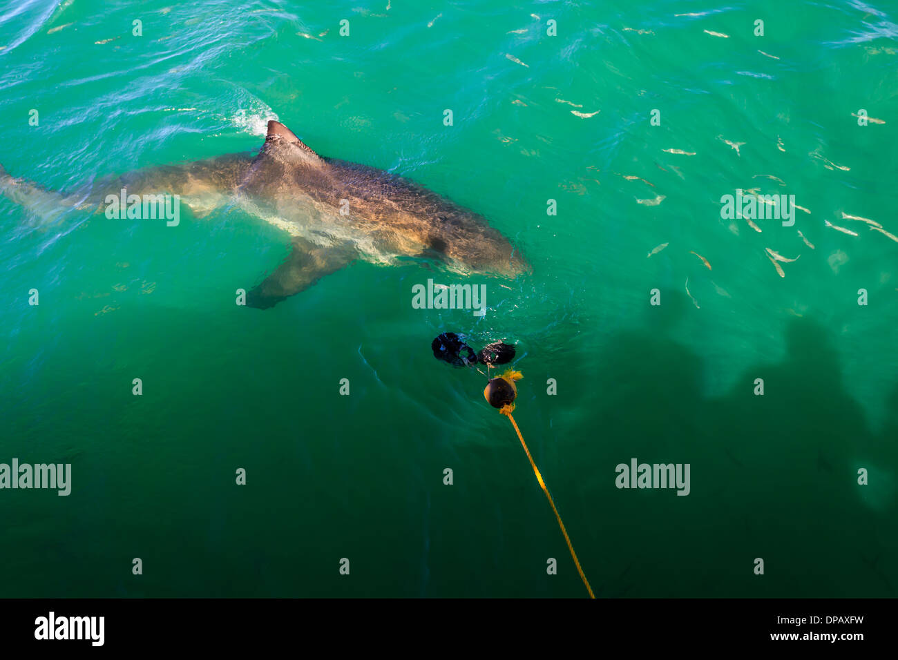 Great white shark south africa hi-res stock photography and images - Alamy