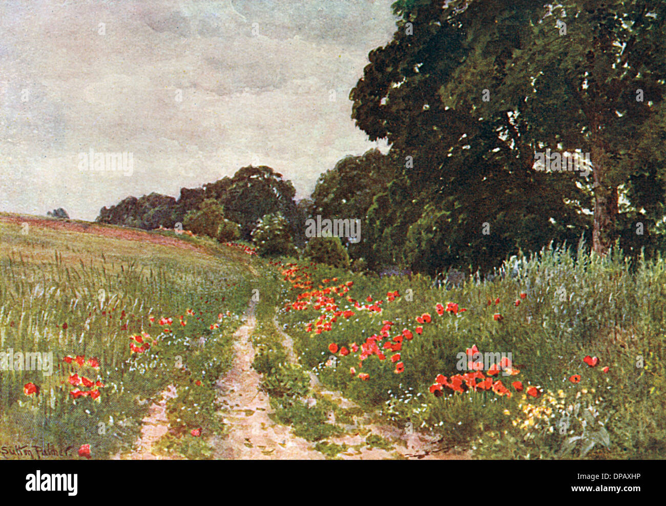 Path in Poppy Field Stock Photo - Alamy