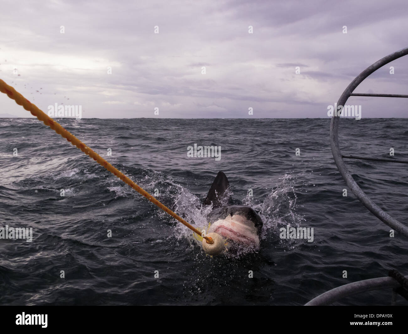 Great white shark teeth clamped shut around rope being hauled up onto ...