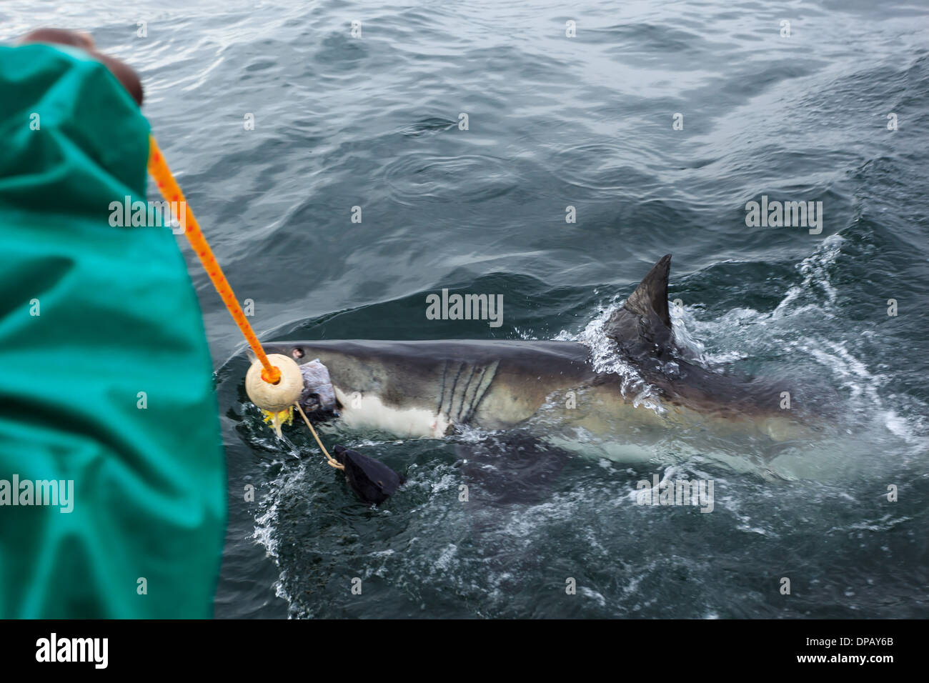 Shark Bites High Resolution Stock Photography and Images - Alamy