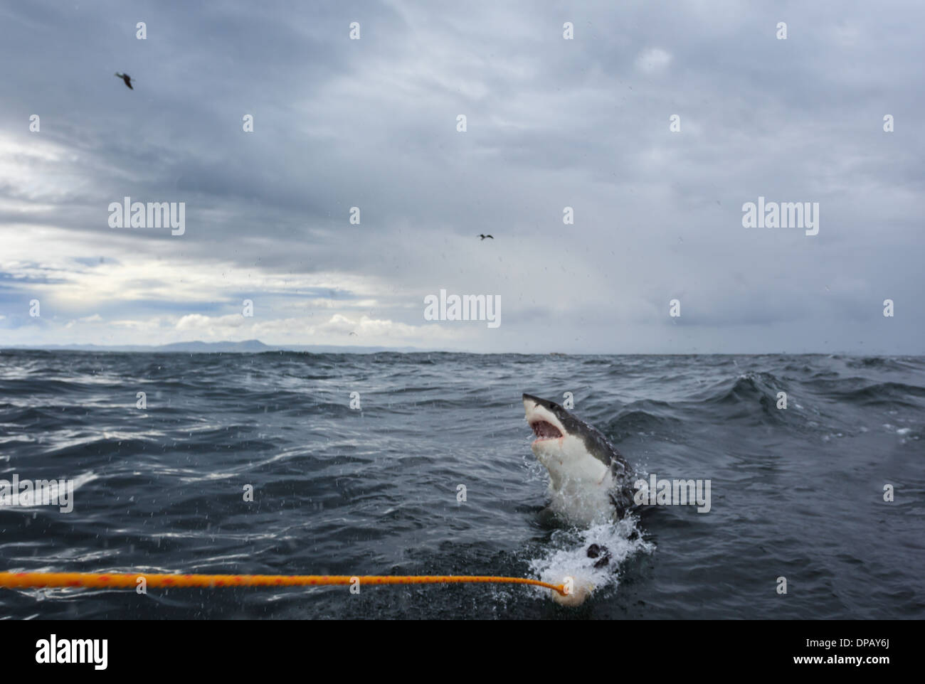 Great white shark breaching hi-res stock photography and images - Alamy