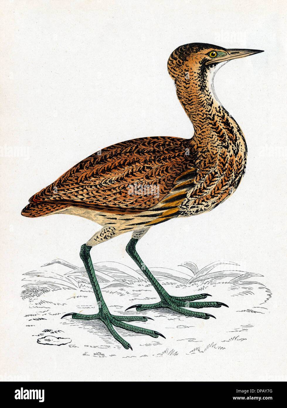 Bittern birds hi-res stock photography and images - Alamy