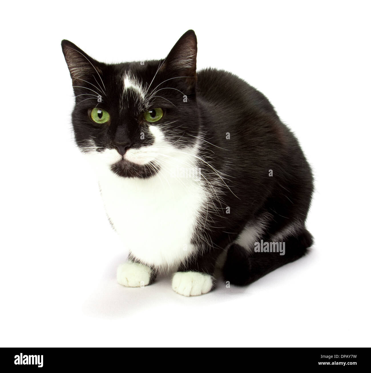 cat isolated on white background Stock Photo - Alamy