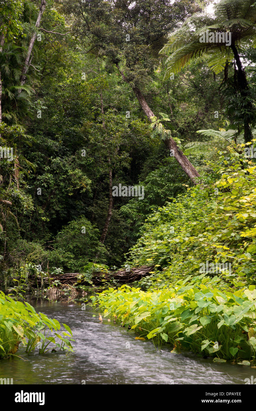 Buttress roots rainforest tree daintree hi-res stock photography and ...