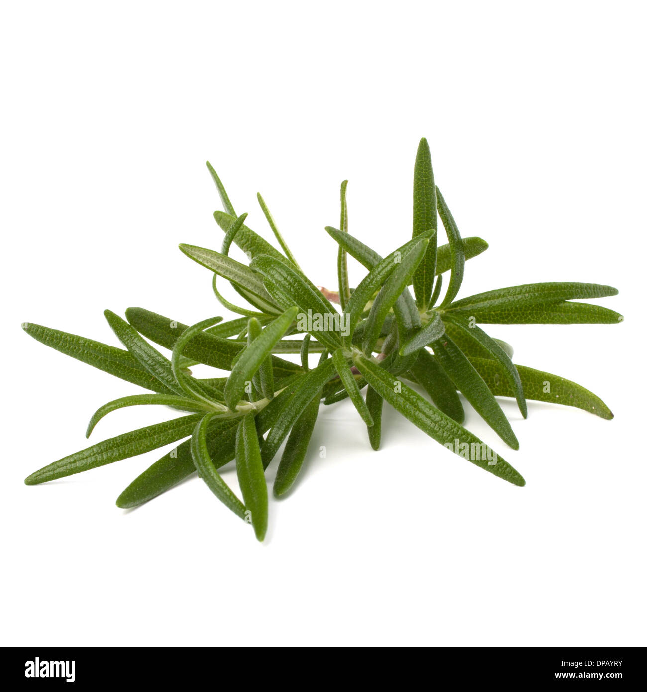 Sweet rosemary leaves isolated on white background Stock Photo - Alamy