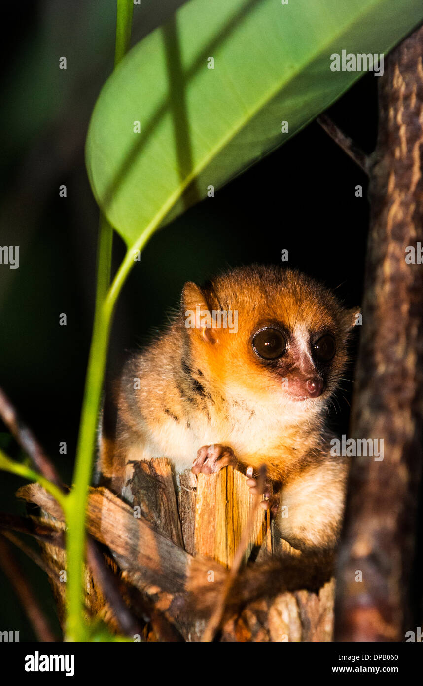 A nocturnal Mouse Lemur in Adasibe forest in Madagascar Stock Photo - Alamy