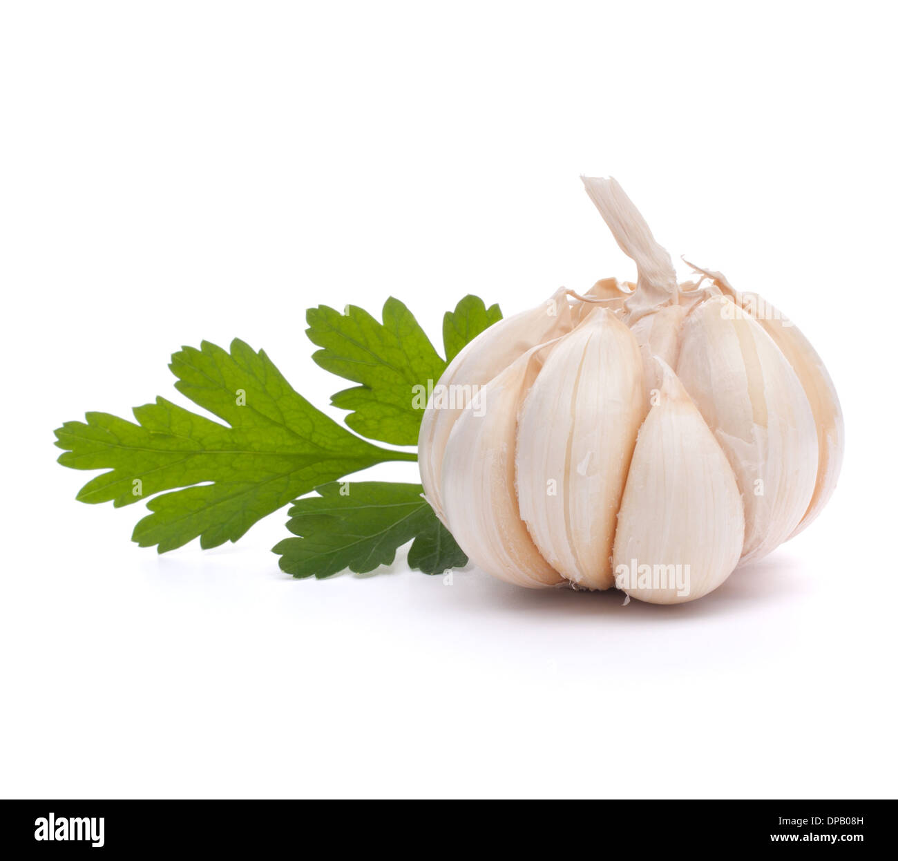 garlic bulb isolated on white background cutout Stock Photo - Alamy