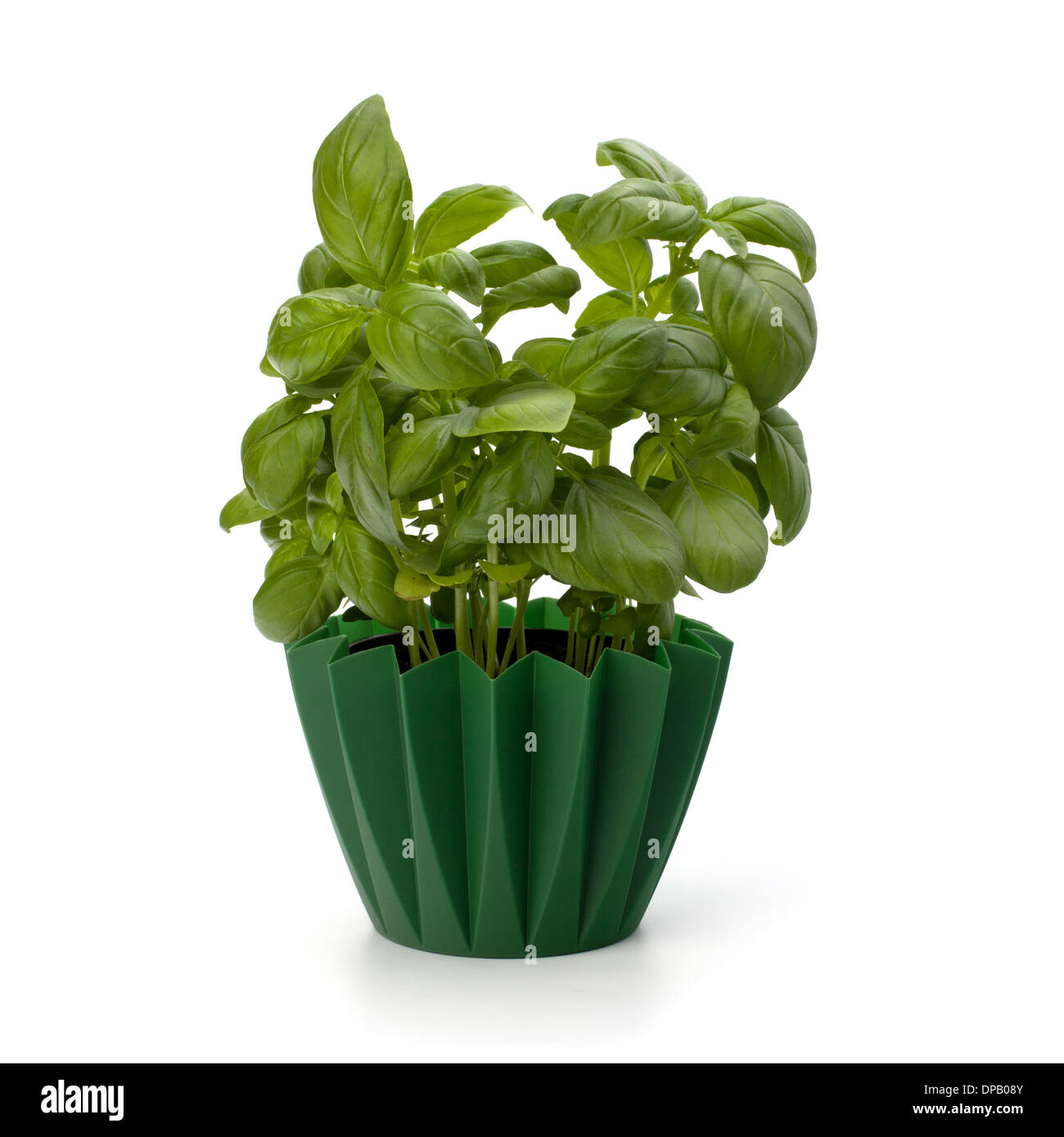 Sweet basil leaves isolated on white background Stock Photo - Alamy