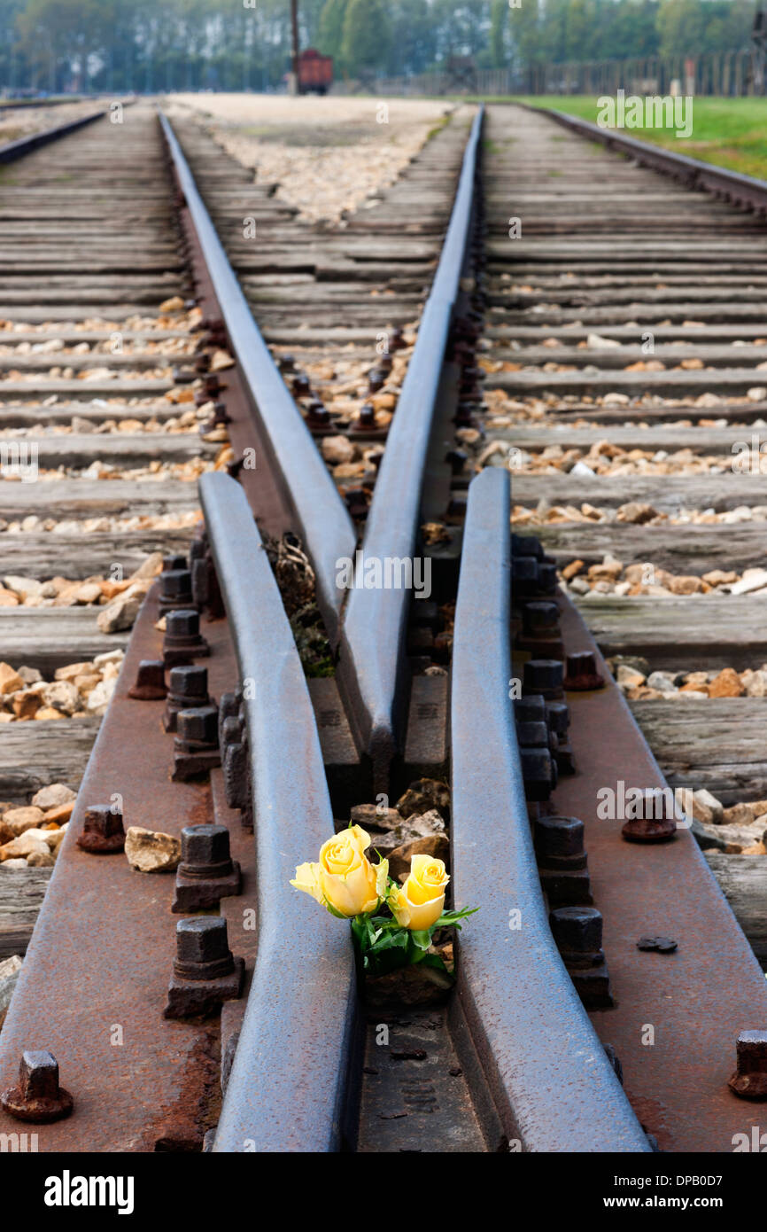 Railroad tracks with yellow roses left as a memorial to victims who ...