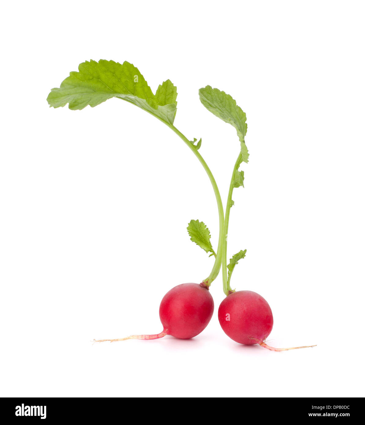 Small garden radish with leaves isolated on white background cutout ...