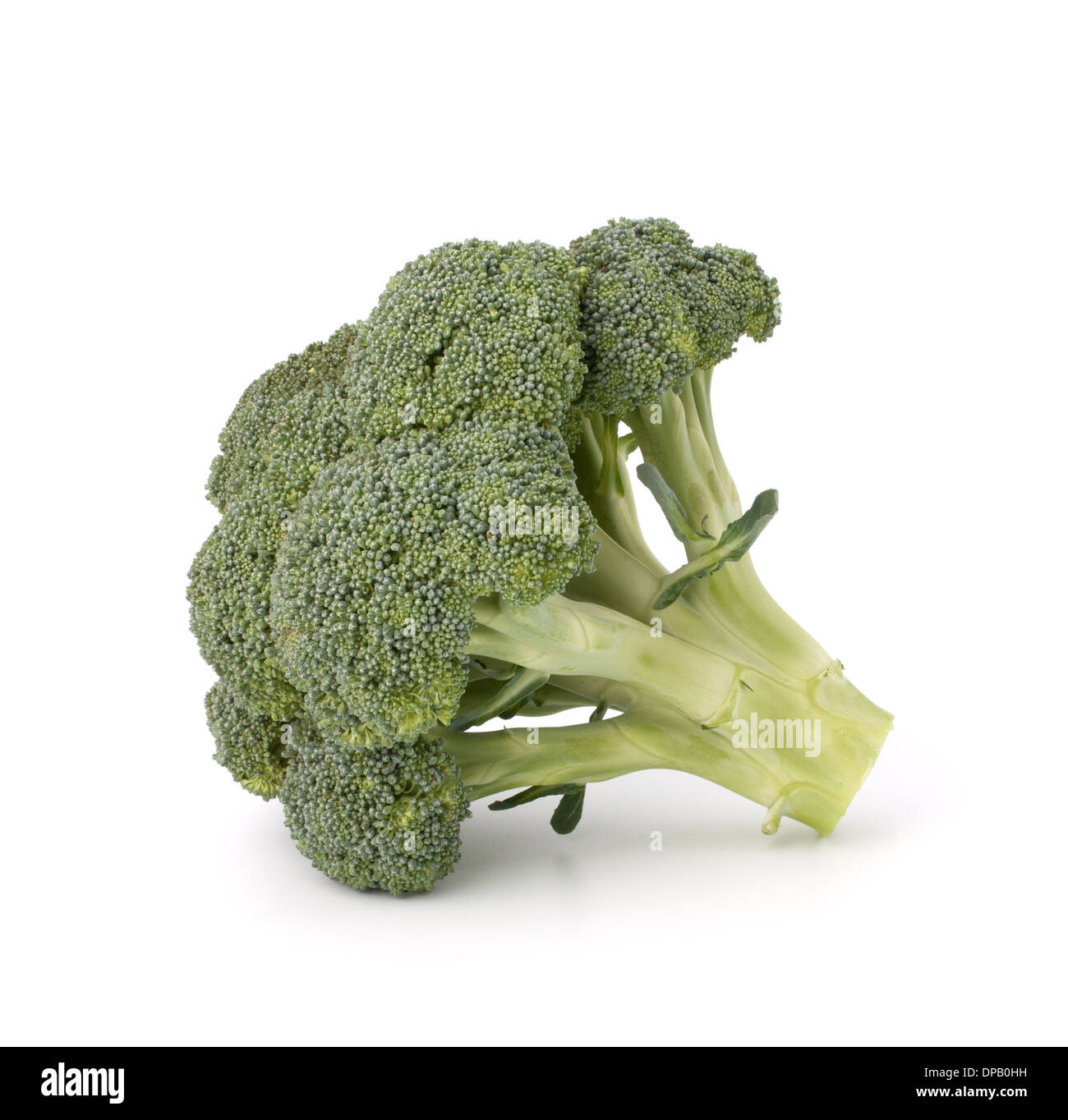 Broccoli vegetable isolated on white background Stock Photo - Alamy