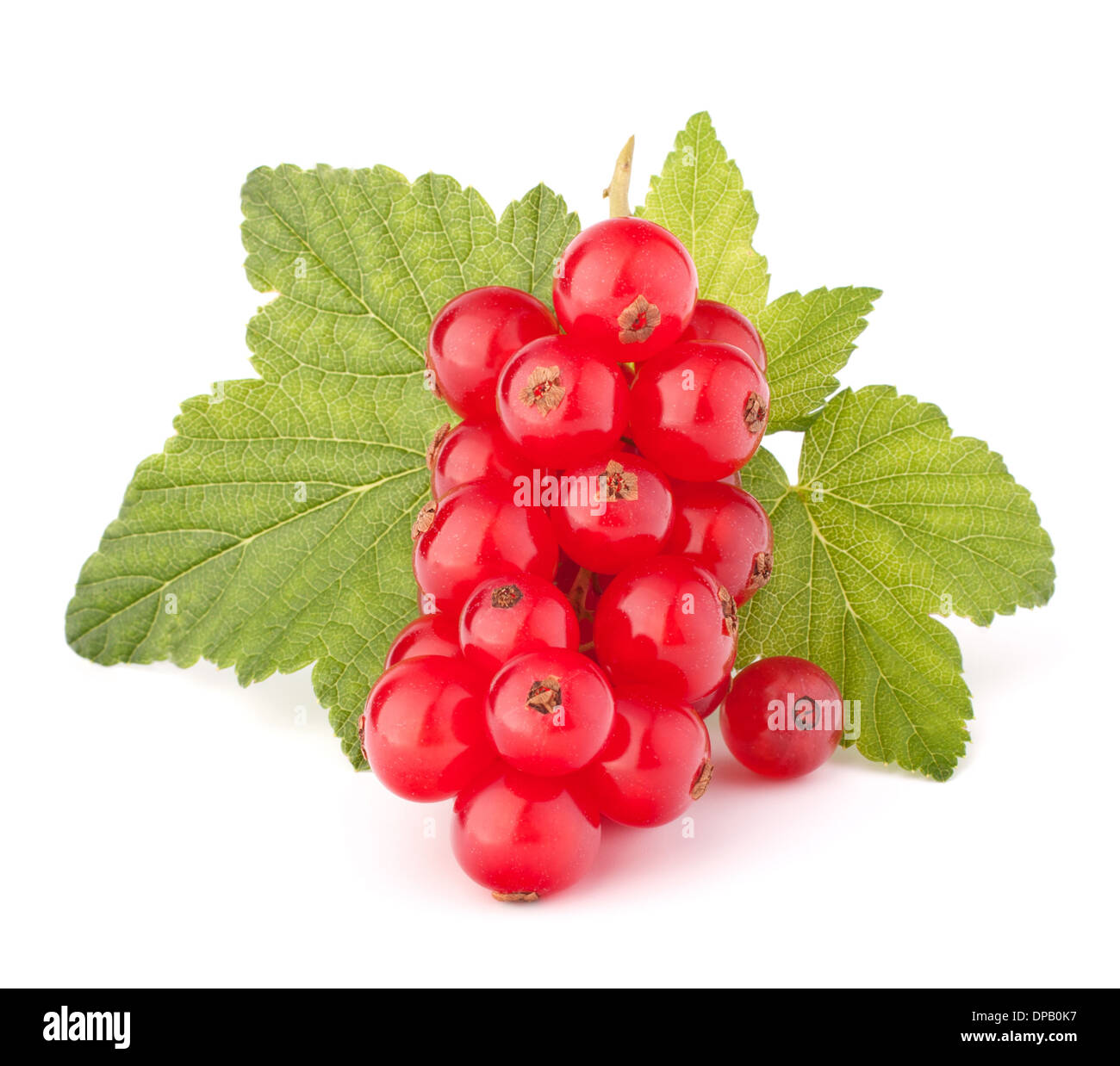 Red currants and green leaves still life isolated on white background ...