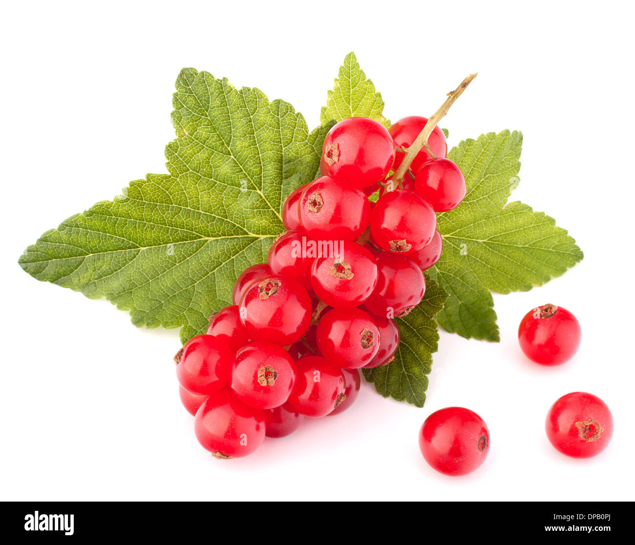 Red currants and green leaves still life isolated on white background ...