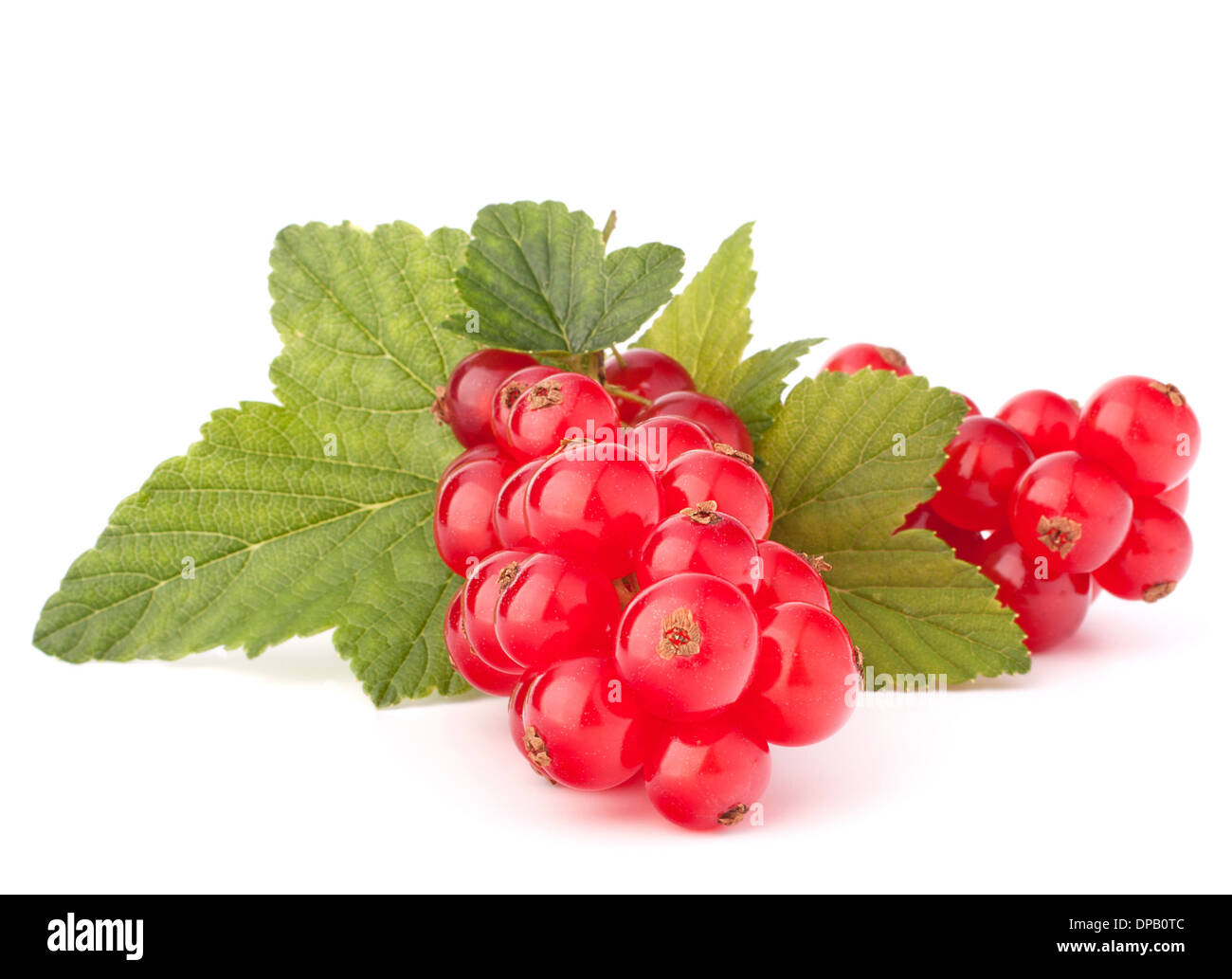 Red currants and green leaves still life isolated on white background ...