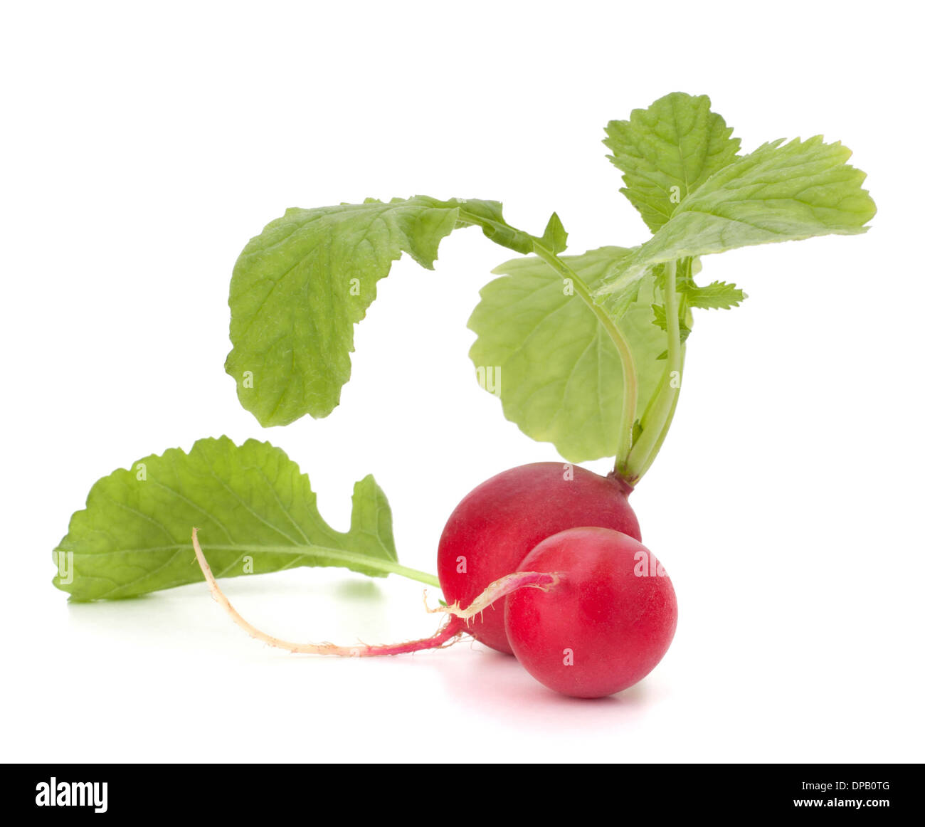 Small garden radish with leaves isolated on white background cutout ...