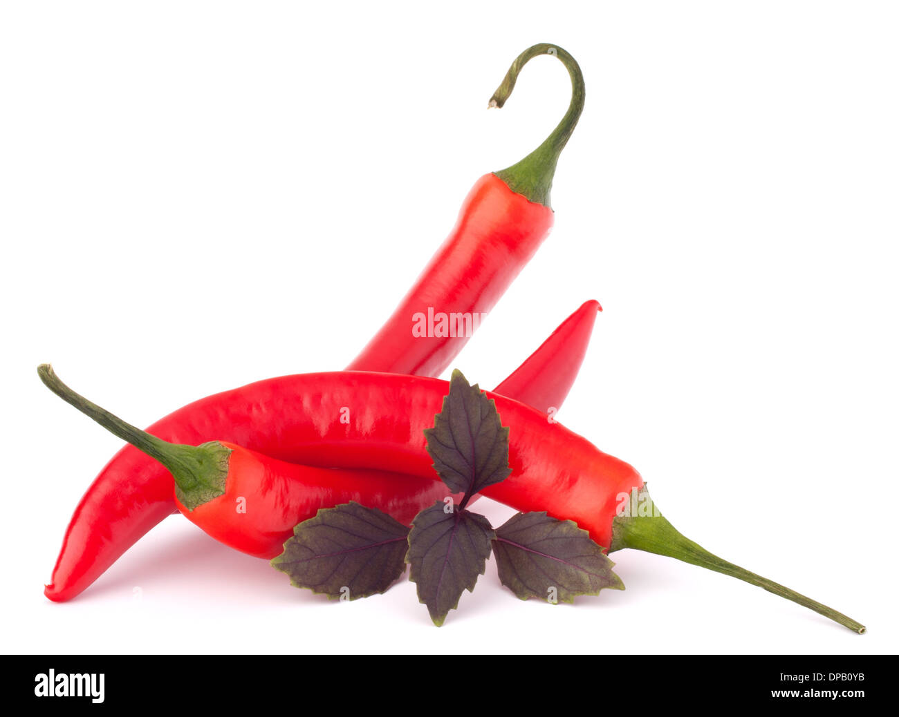 Hot red chili or chilli pepper and basil leaves still life isolated on ...
