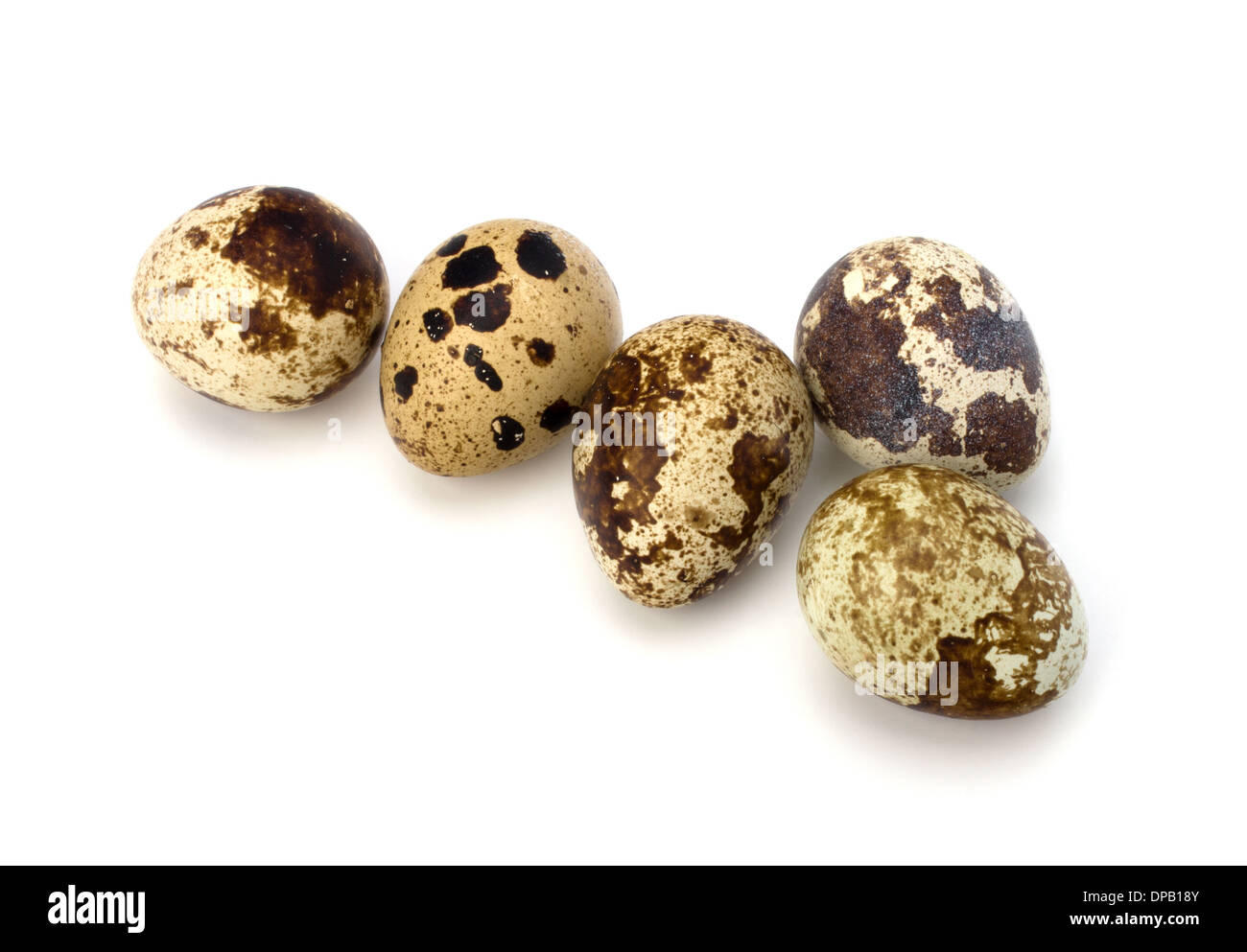 quail eggs isolated on white background close up Stock Photo - Alamy