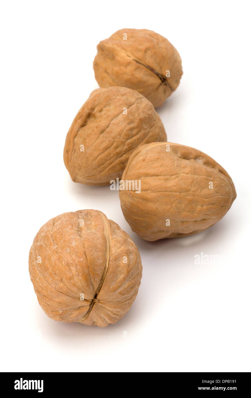 Circassian walnut isolated on the white background Stock Photo - Alamy