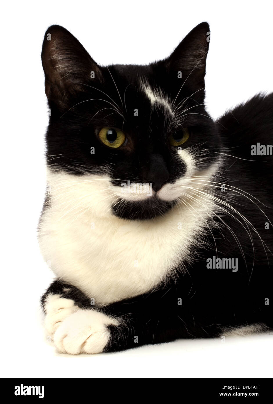cat isolated on white background Stock Photo - Alamy
