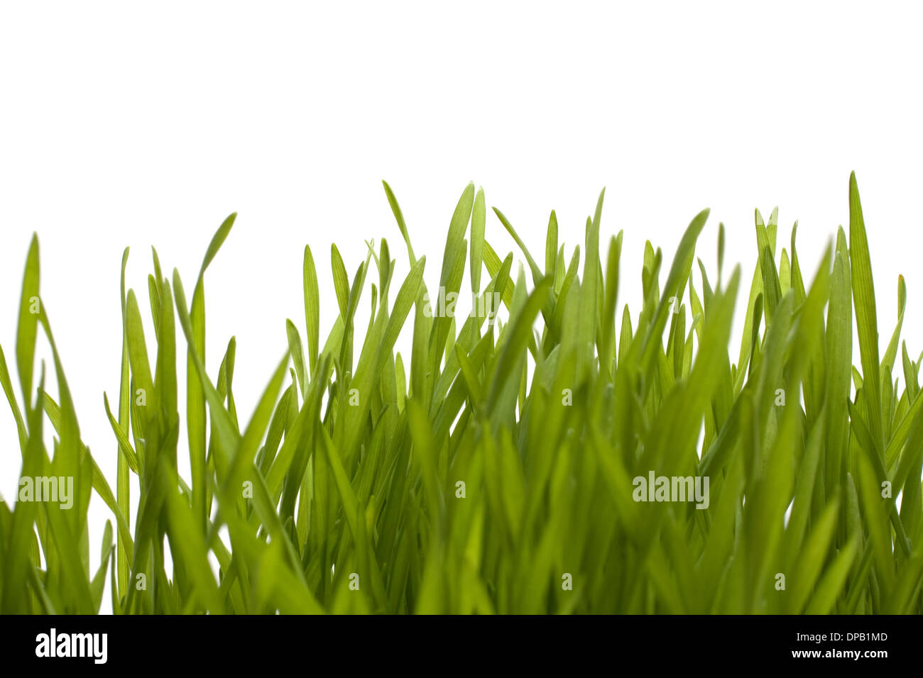 grass isolated on white background Stock Photo - Alamy