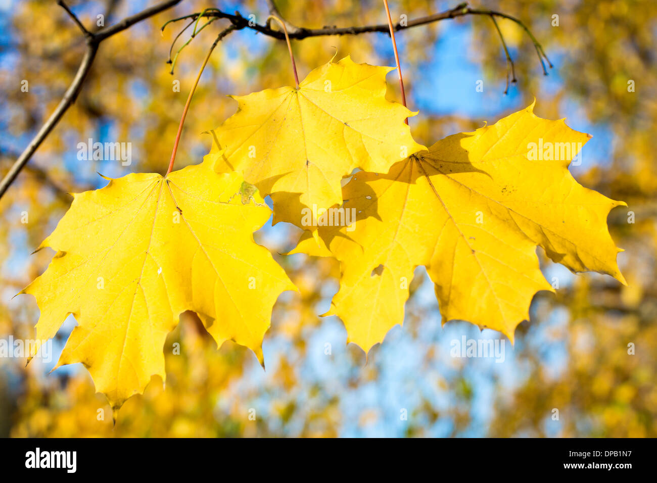 Maple stem with leaves hi-res stock photography and images - Alamy