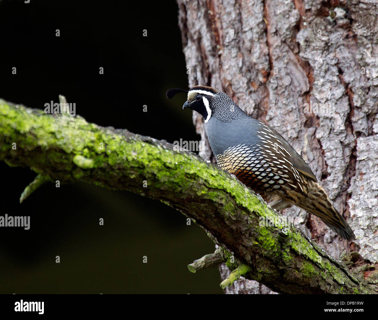 California quail male in tree hi-res stock photography and images - Alamy