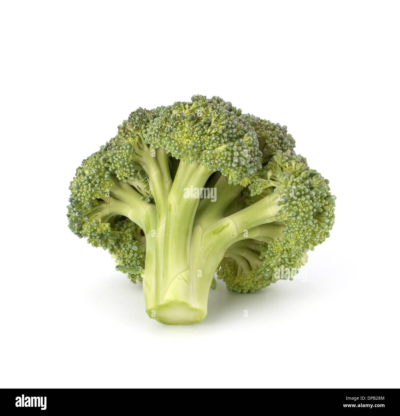 Broccoli vegetable isolated on white background Stock Photo - Alamy