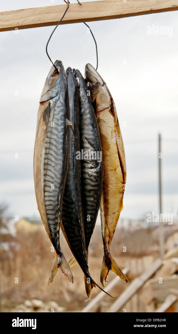 norwegian traditional stockfish outdoor drying Stock Photo - Alamy