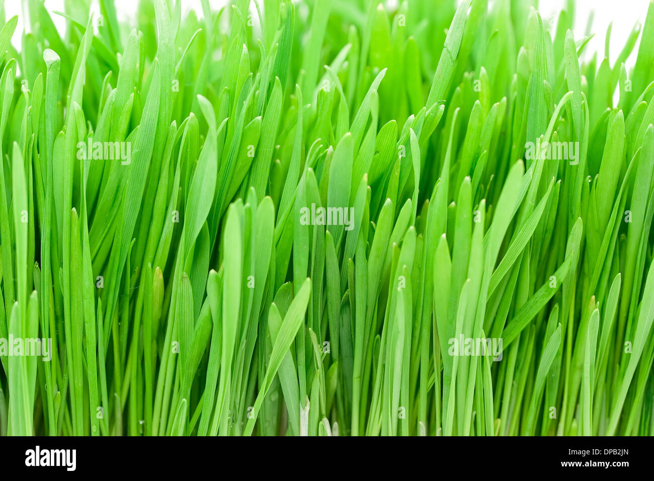 Fresh green grass Stock Photo - Alamy