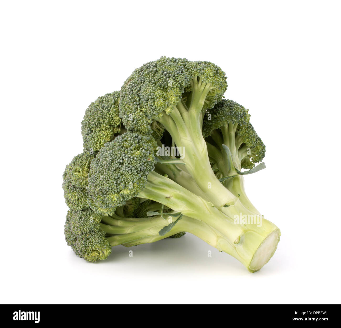 Broccoli vegetable isolated on white background Stock Photo - Alamy