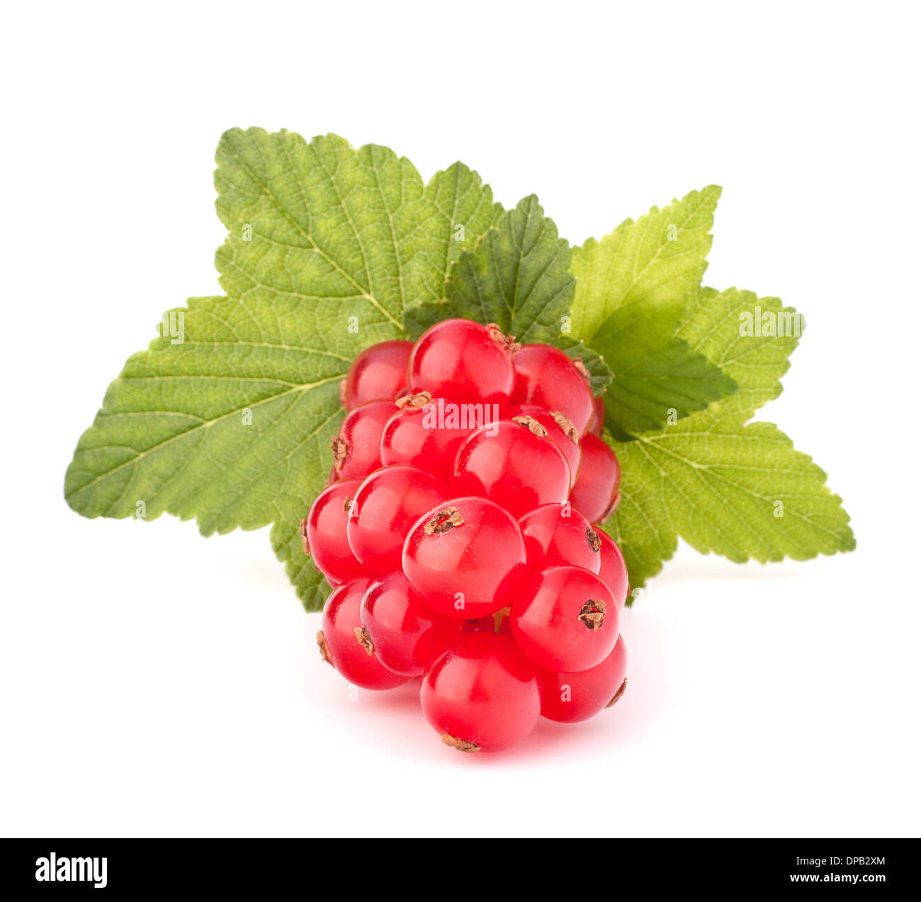 Red currants and green leaves still life isolated on white background ...