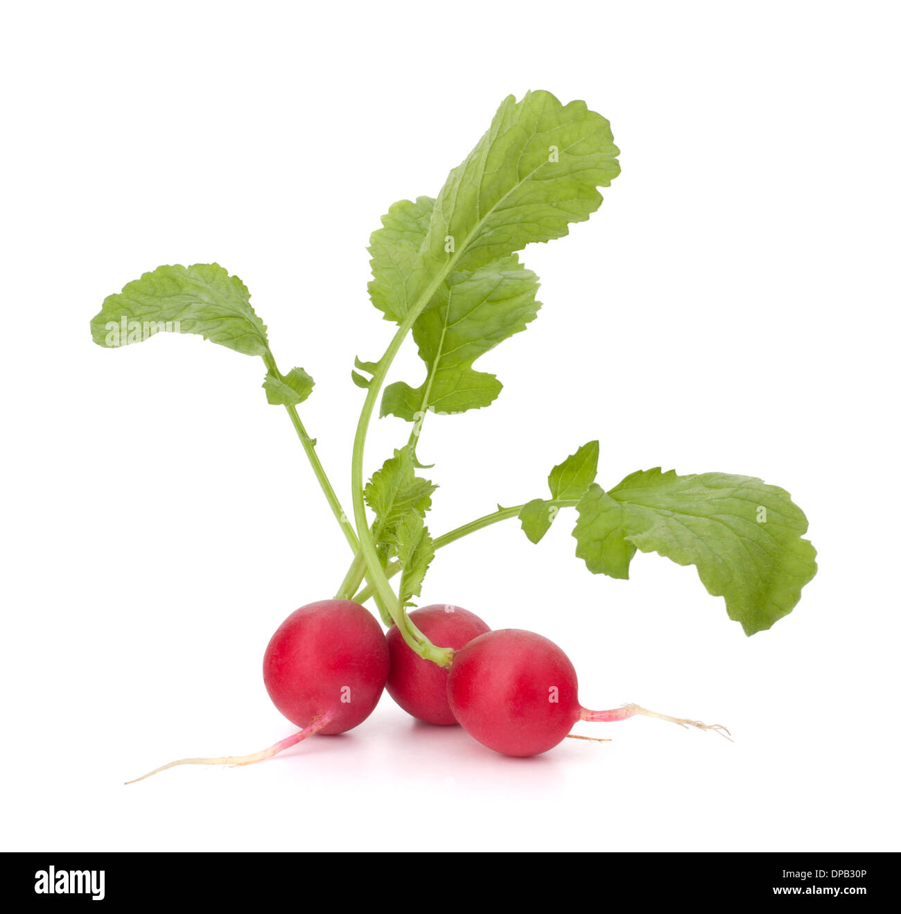 Small garden radish with leaves isolated on white background cutout ...