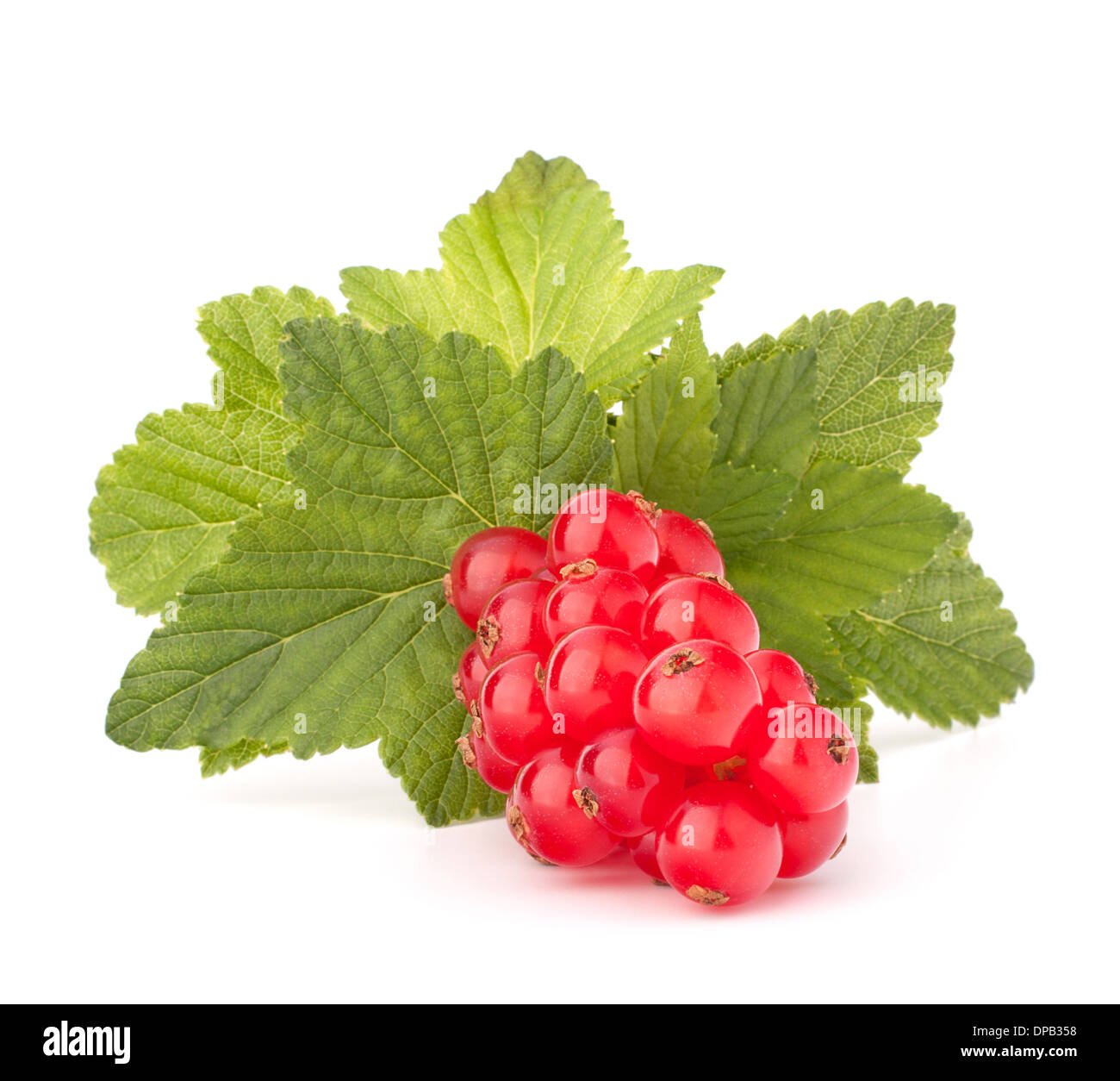 Red currants and green leaves still life isolated on white background ...