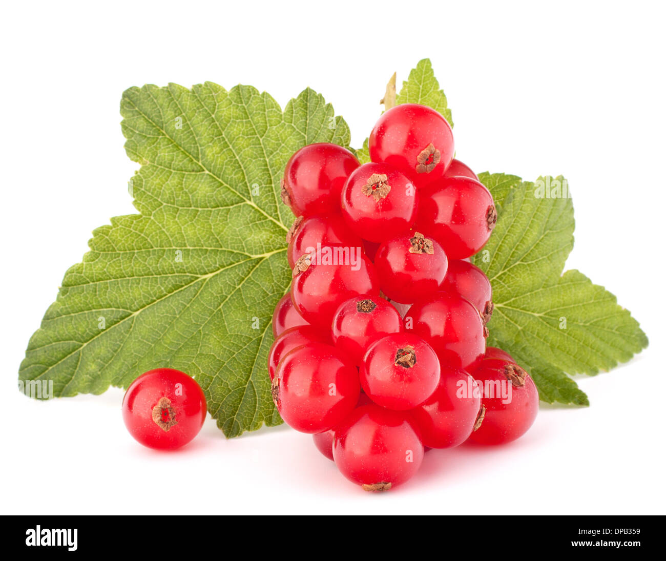 Red currants and green leaves still life isolated on white background ...