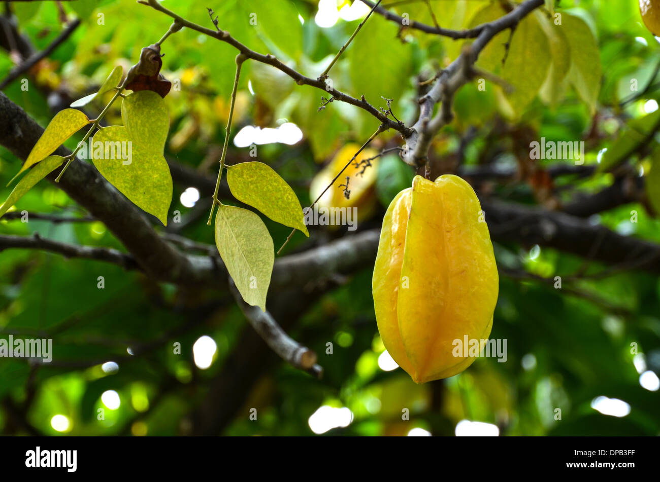 Starfruit tree hi-res stock photography and images - Alamy