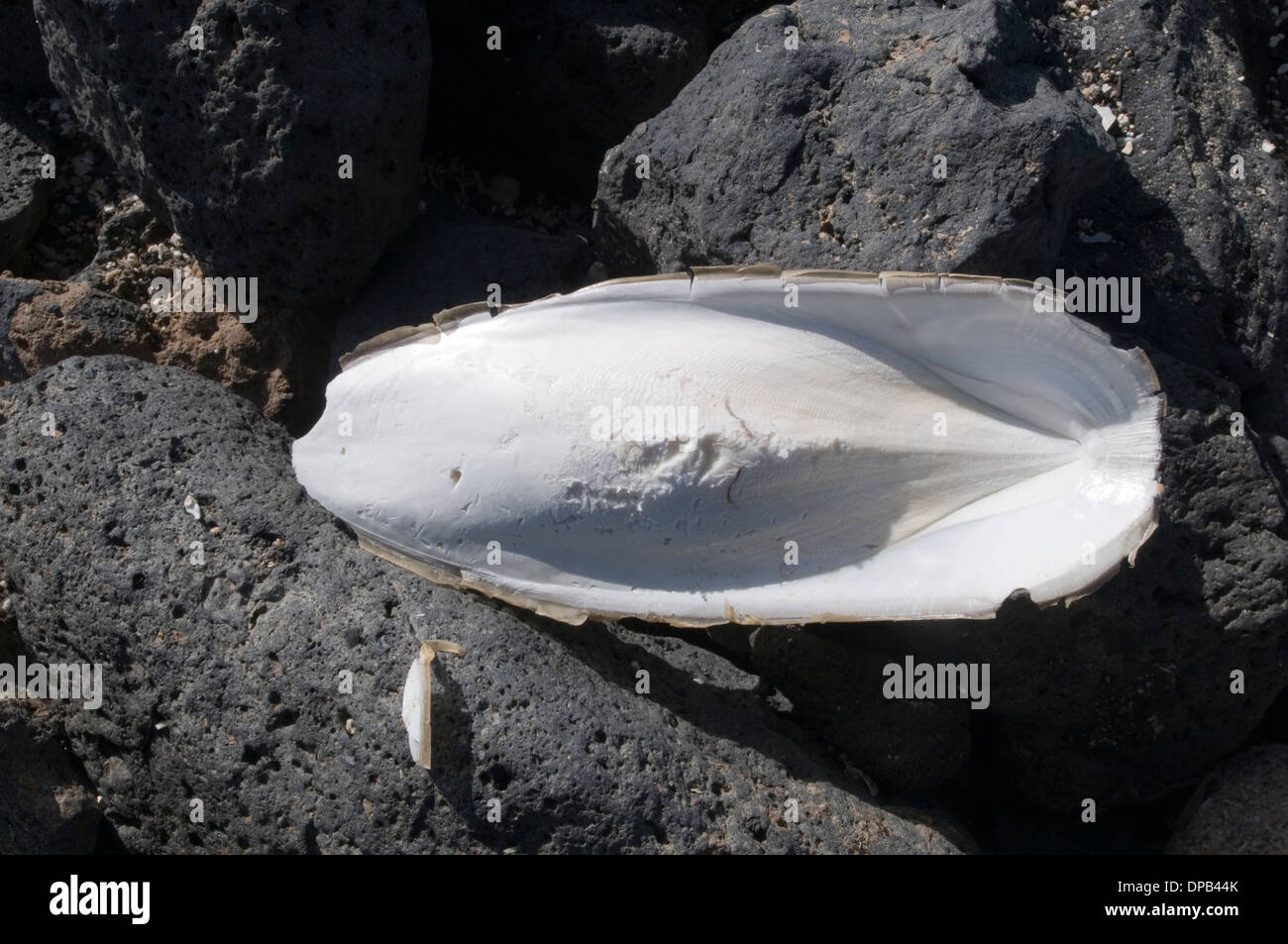 Cuttlefish bone on beach hi-res stock photography and images - Alamy