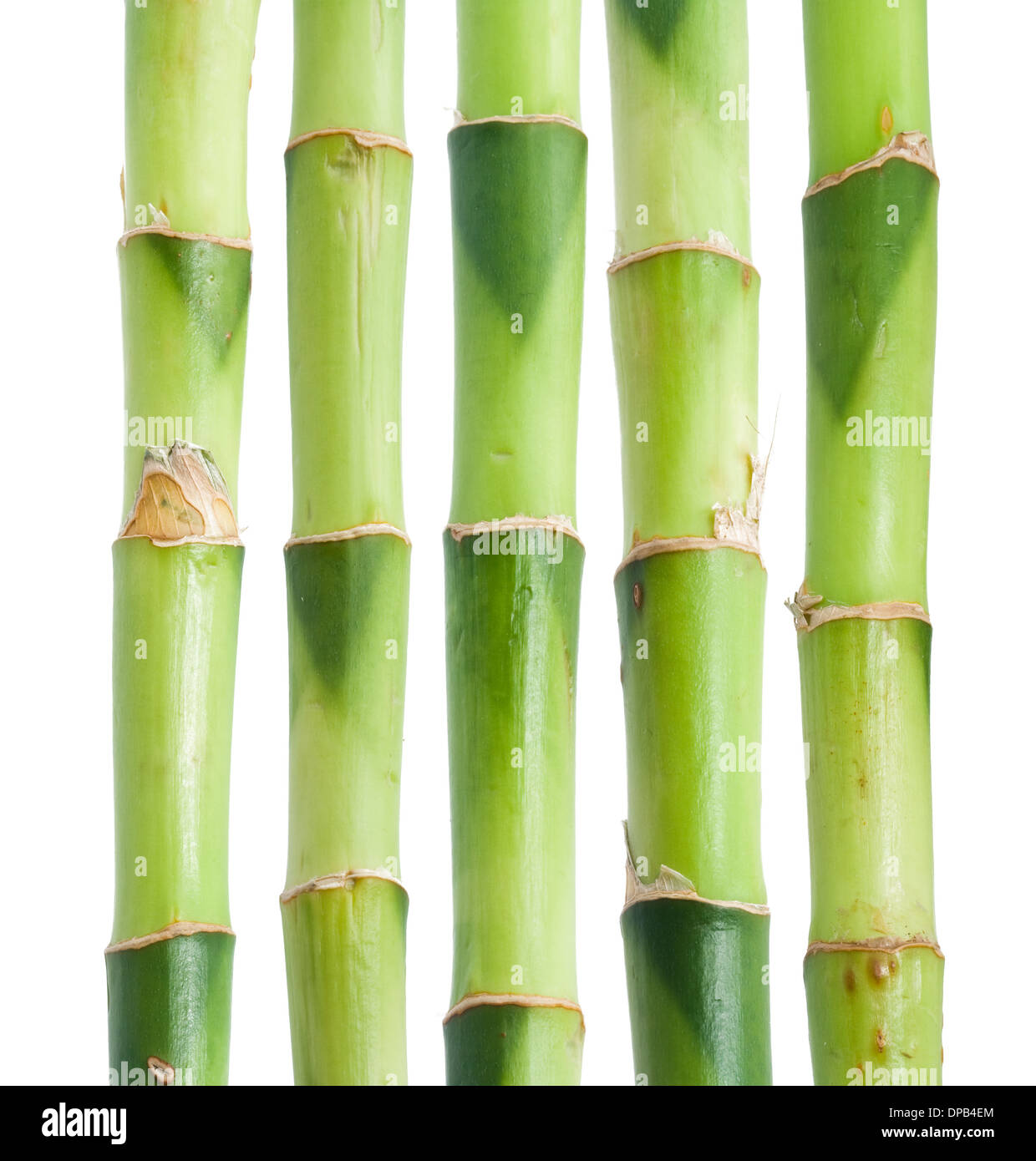 Culture asia biological bamboo hi-res stock photography and images - Alamy