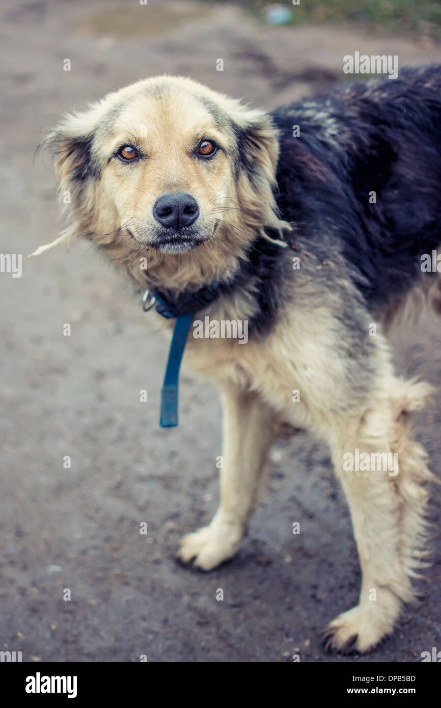 Street dog hi-res stock photography and images - Alamy